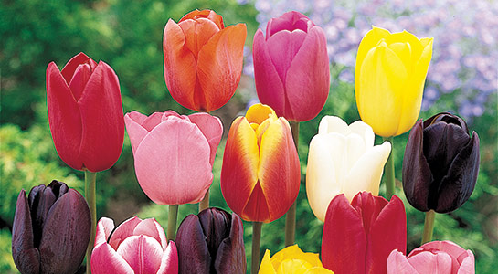 Breck's Canada - Direct to you from Holland since 1818