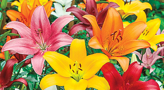 Premium Dutch flower bulbs - Garden tulips, daffodils and more ...