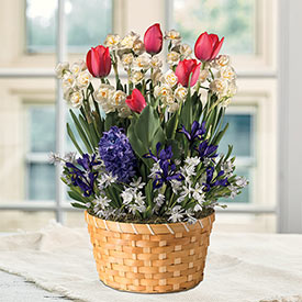 Spring Parade Bulb Garden - Indoor blooms| Brecks Gifts