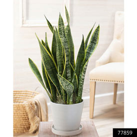 Snake Plant | Breck's Gifts
