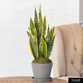 Snake Plant | Breck's Gifts