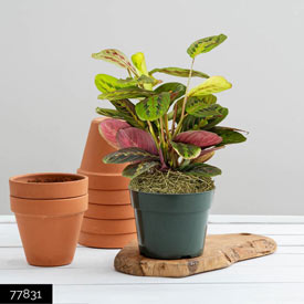 Red Prayer Plant | Breck's Gifts