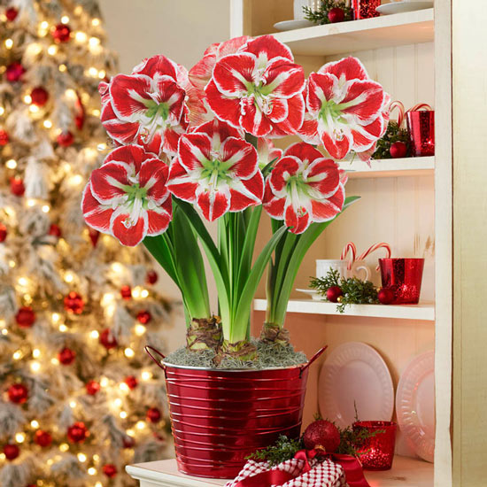 Samba Amaryllis in Red Pot - Flowers and Bulbs | Breck's Gifts