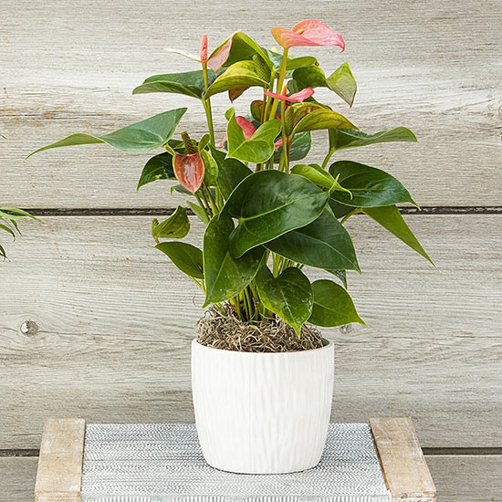 Dutch Pink Anthurium - Long-Blooming | Houseplants | Brecks Gifts