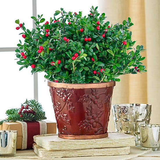 Festive Holly | Brecksgifts.com