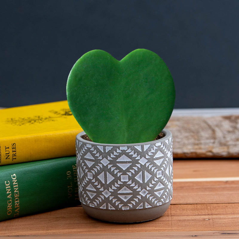 Heart Succulent | Breck's Gifts