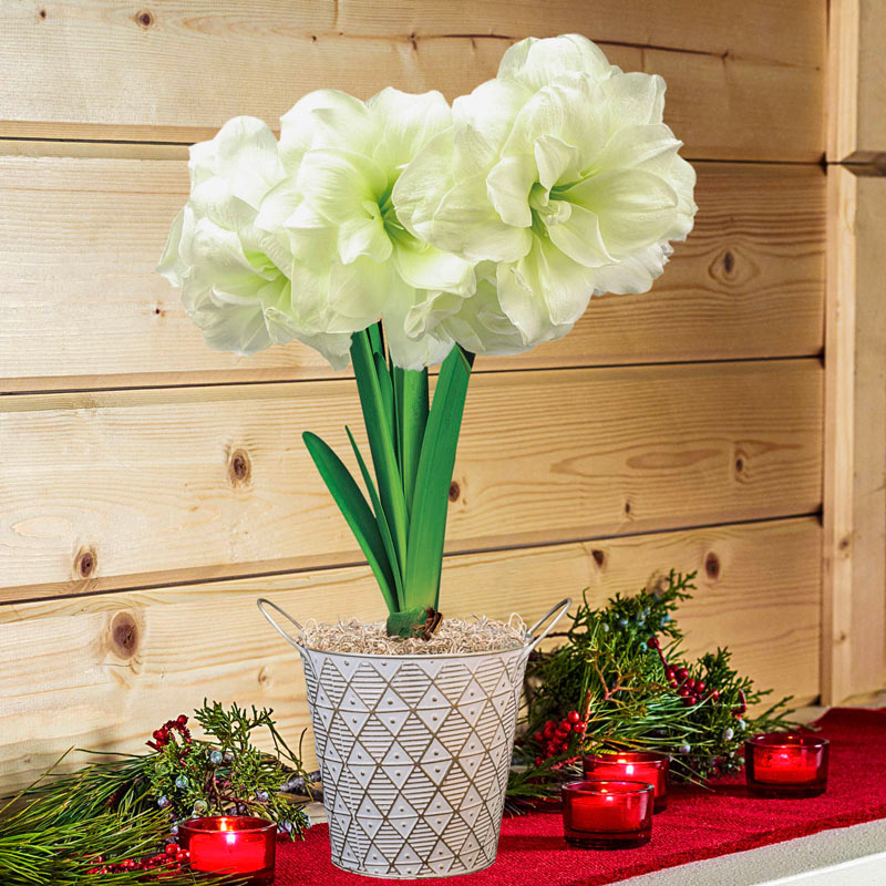 Alfresco Amaryllis Bulb – Easy Indoor Flower | Breck's Gifts