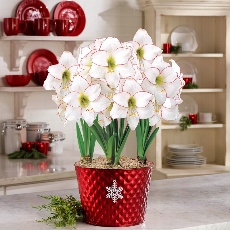 Picotee Amaryllis - Easy Indoor Bulb Garden | Breck's Gifts