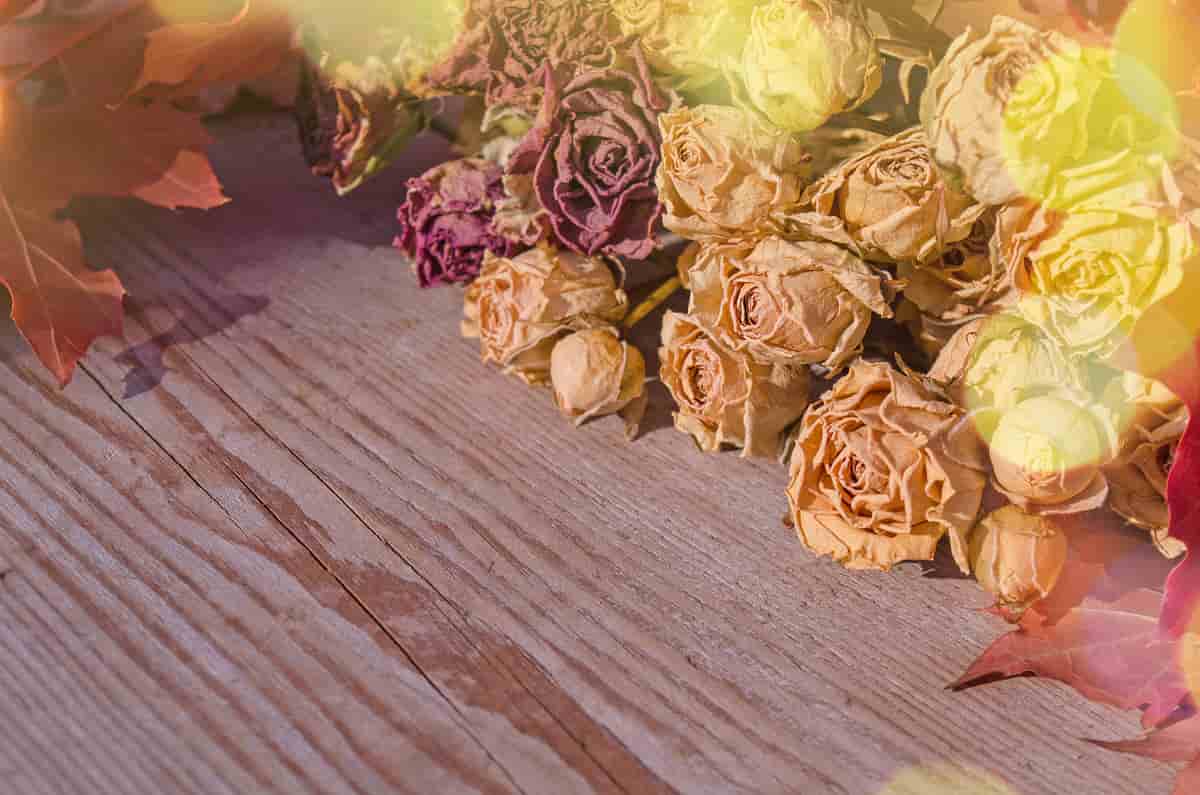 Cómo secar flores fácil y rápido para decorar nuestro hogar