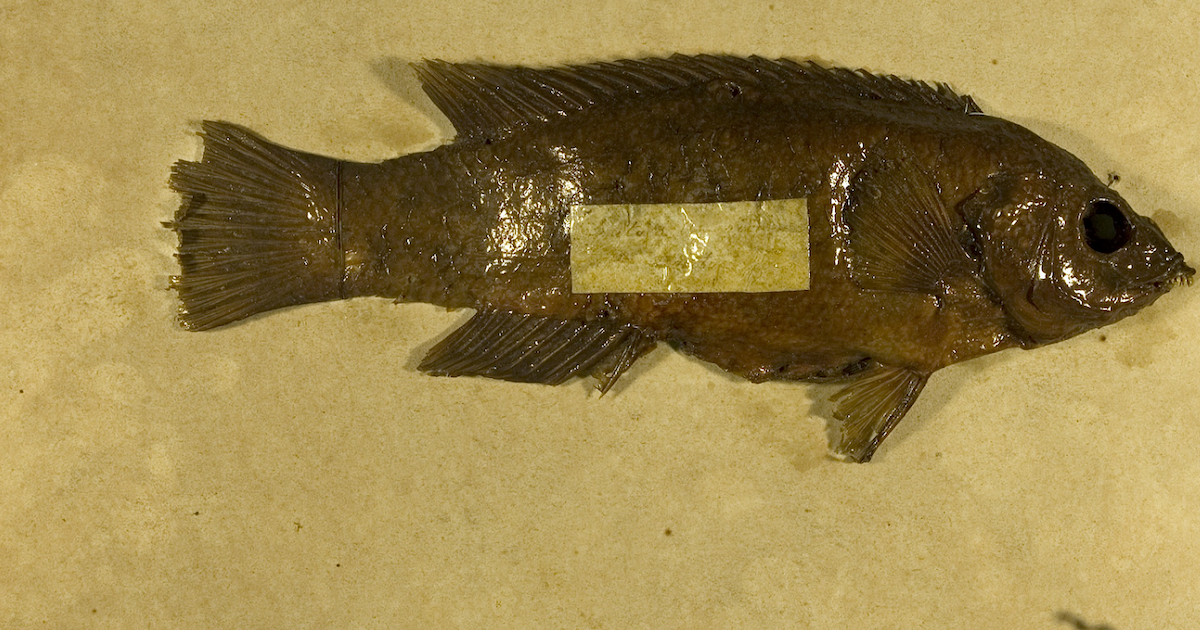 Natural History in Two Dimensions — Bunk