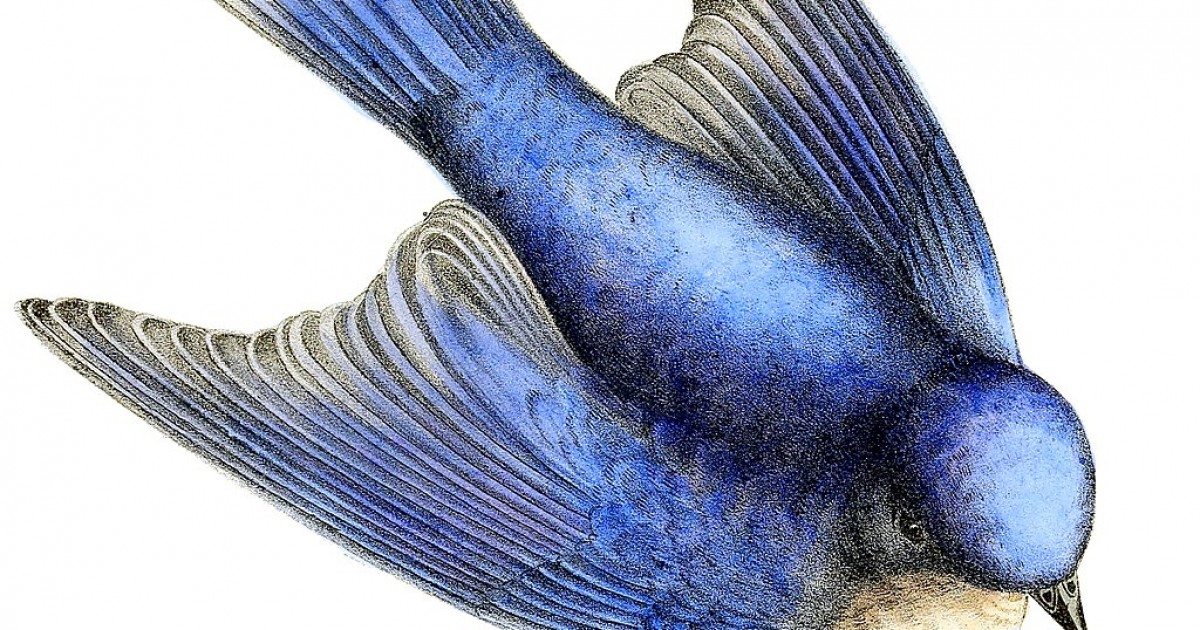 Susan Fenimore Cooper, Forgotten Naturalist — Bunk