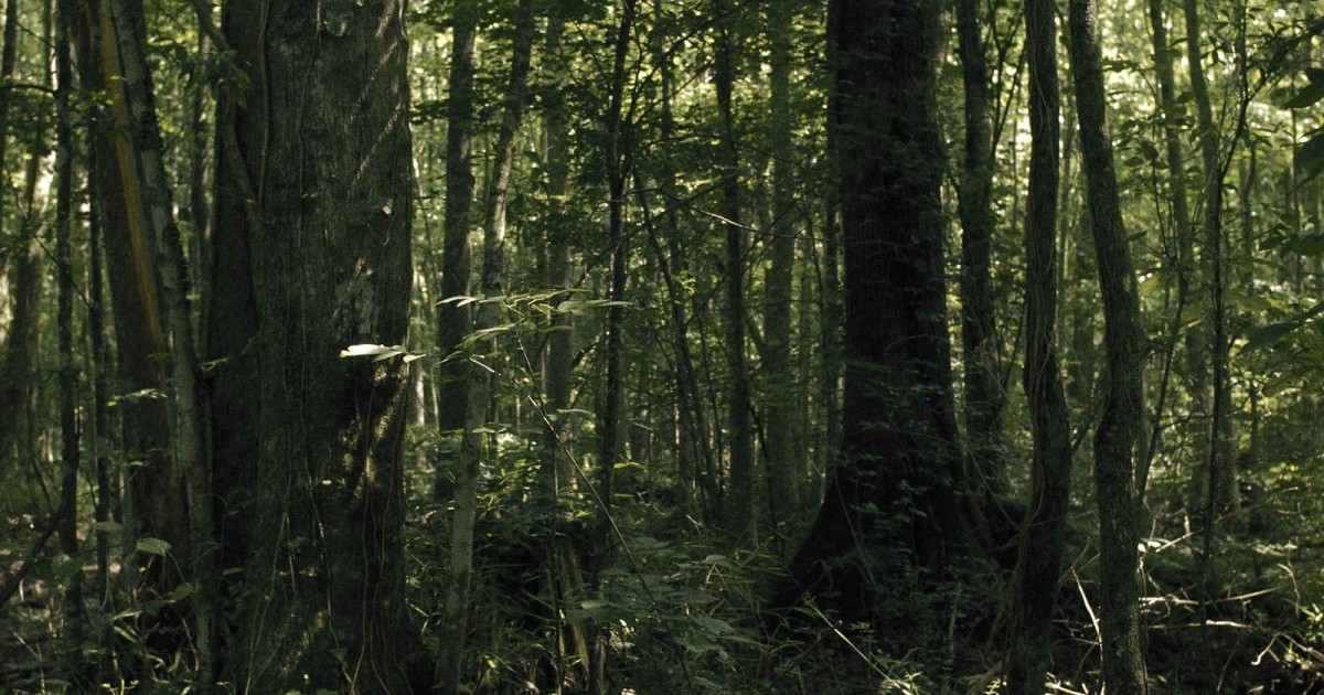 Deep in the Swamps, Archaeologists Are Finding How Fugitive Slaves Kept ...