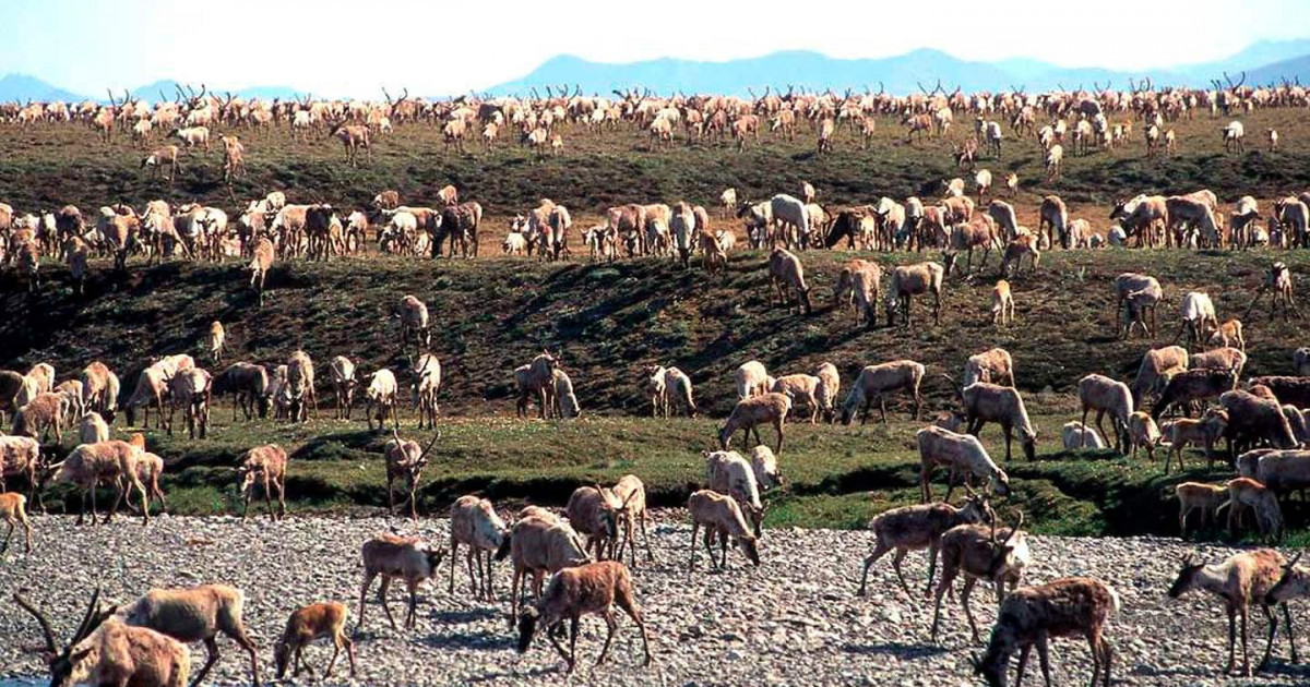 Indigenous Advocacy Transformed the Fight Over Oil Drilling in the ...