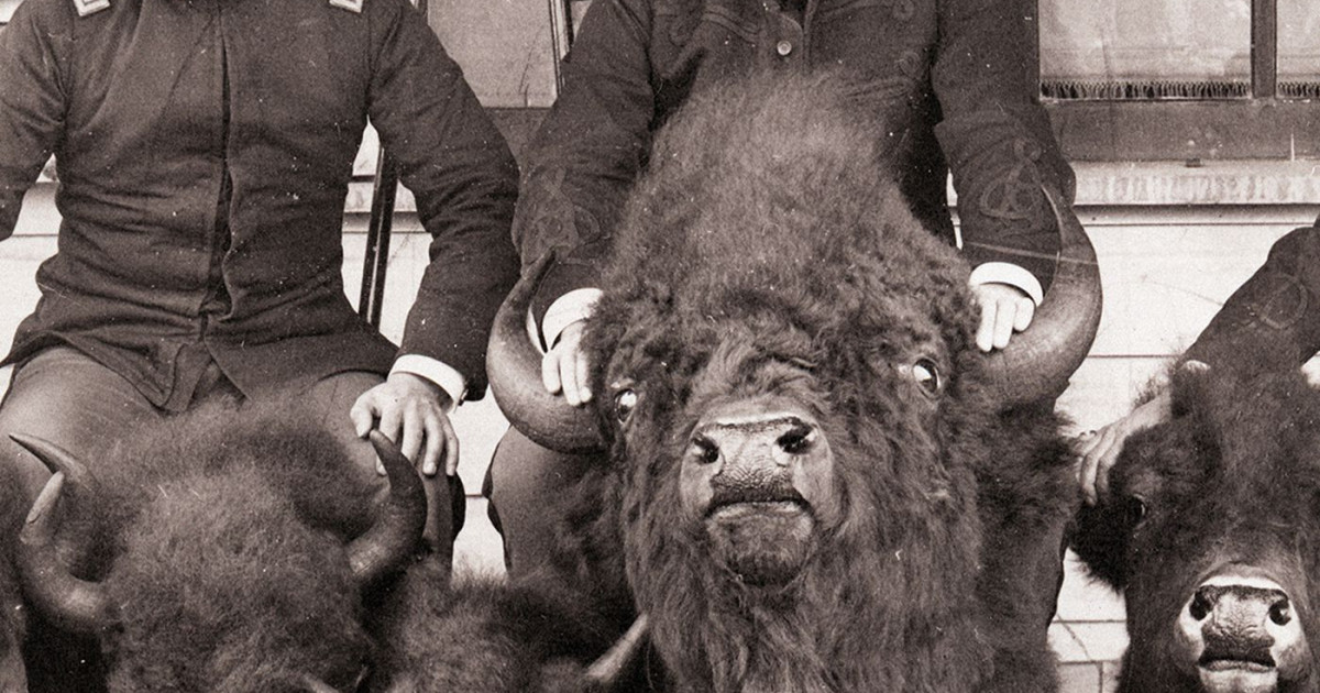 Why the US Army Tried to Exterminate the Bison — Bunk