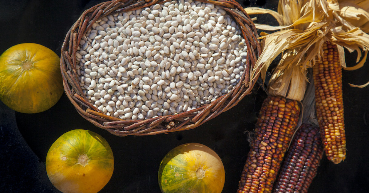Returning Corn, Beans, and Squash to Native American Farms — Bunk