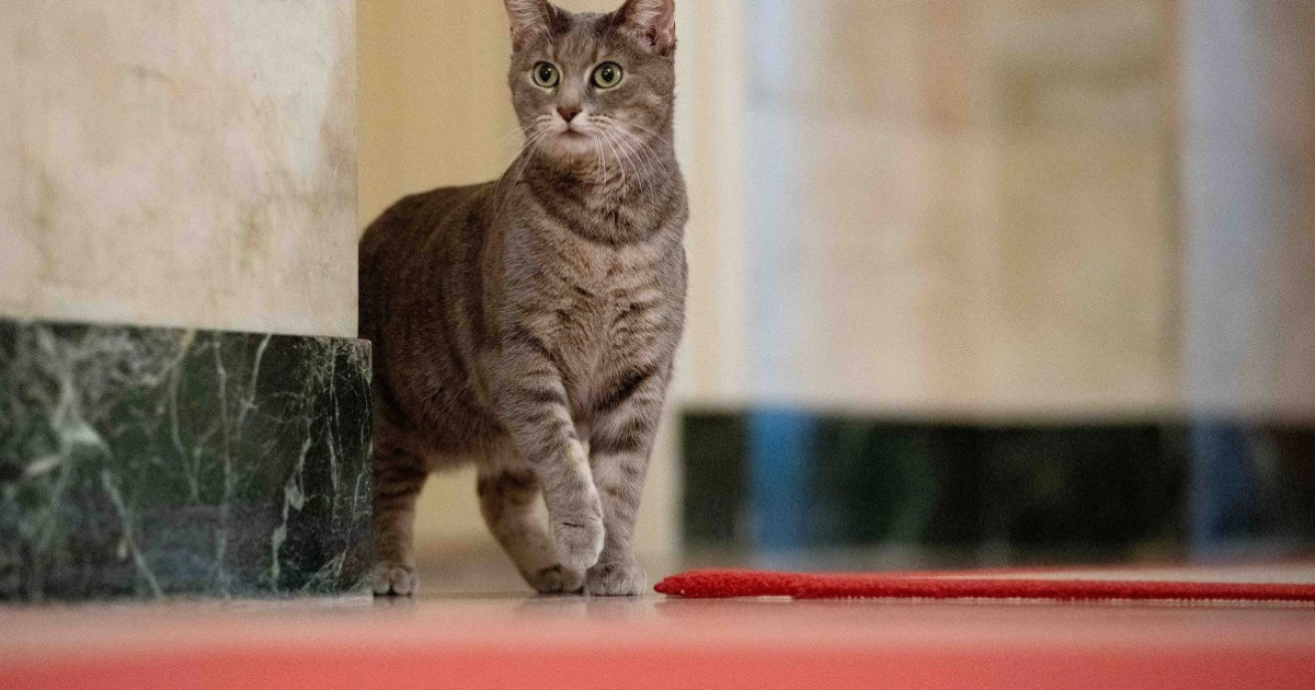A Brief History of Cats in the White House — Bunk