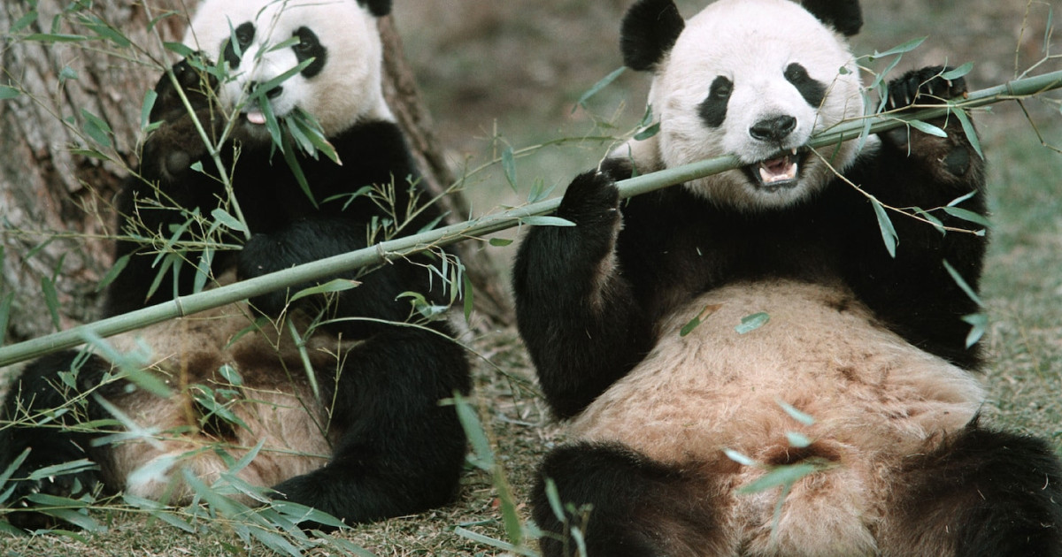 A Chinese Cigarette Tin Launched D.C.’s 50-year Love Affair With Pandas ...