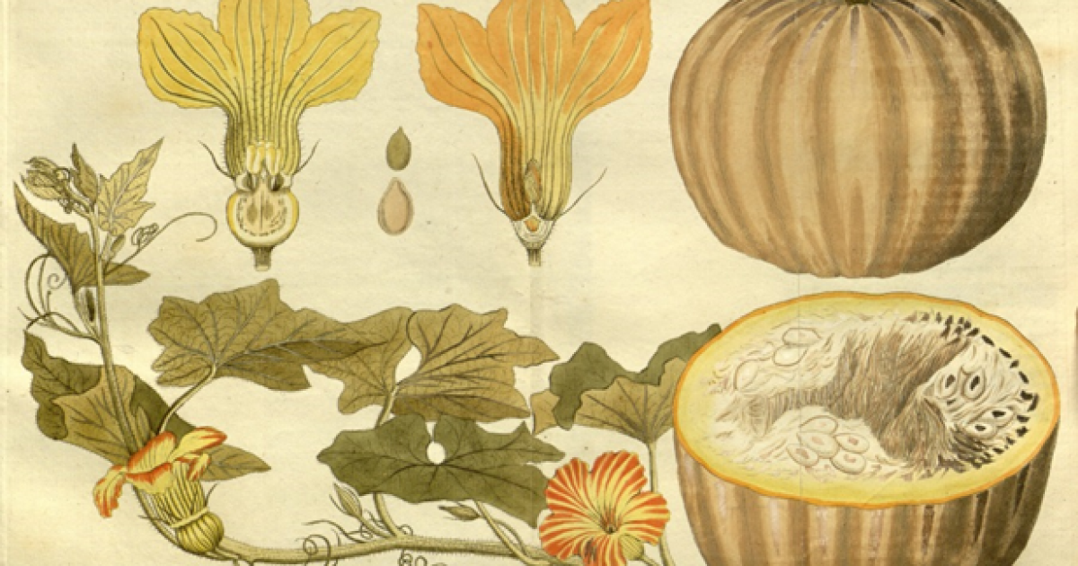 A Brief History of Pumpkin Pie in America — Bunk