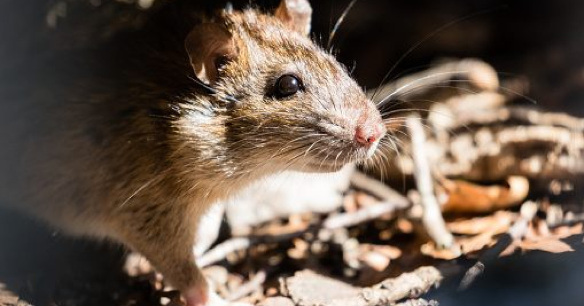In Colonial Williamsburg, Thieving Rats Save History — Bunk