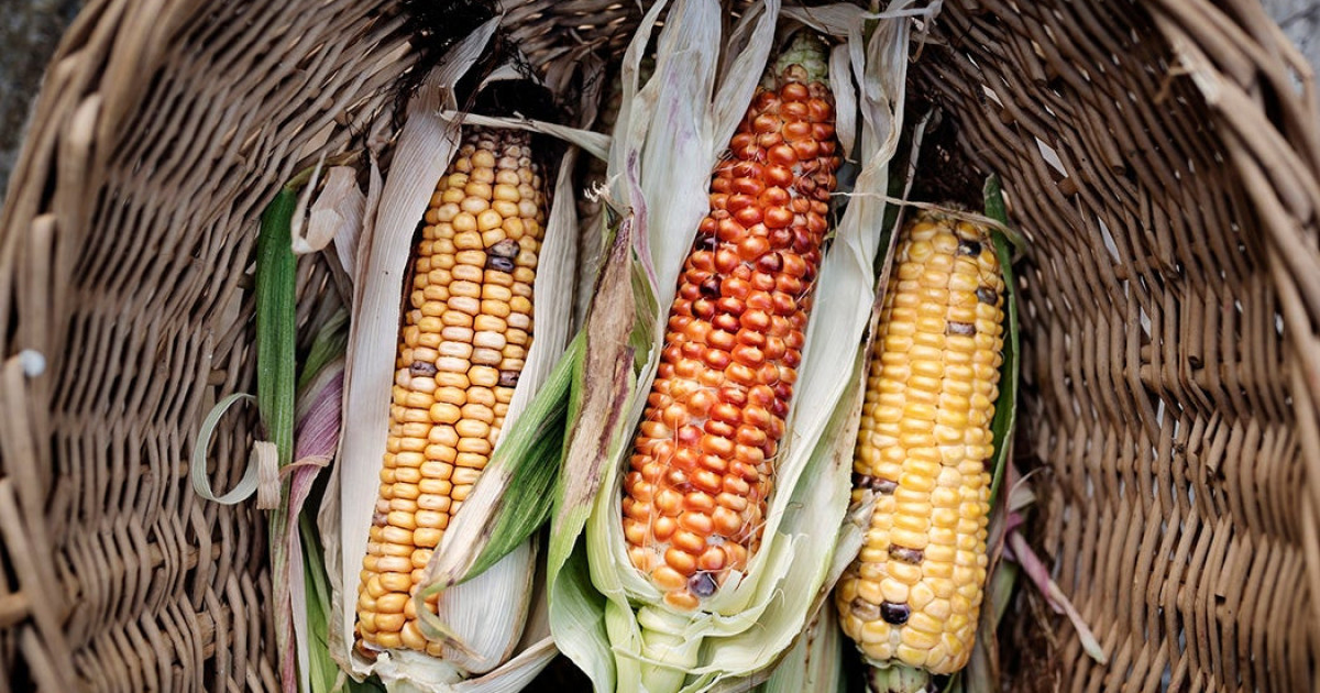 Translating Corn — Bunk