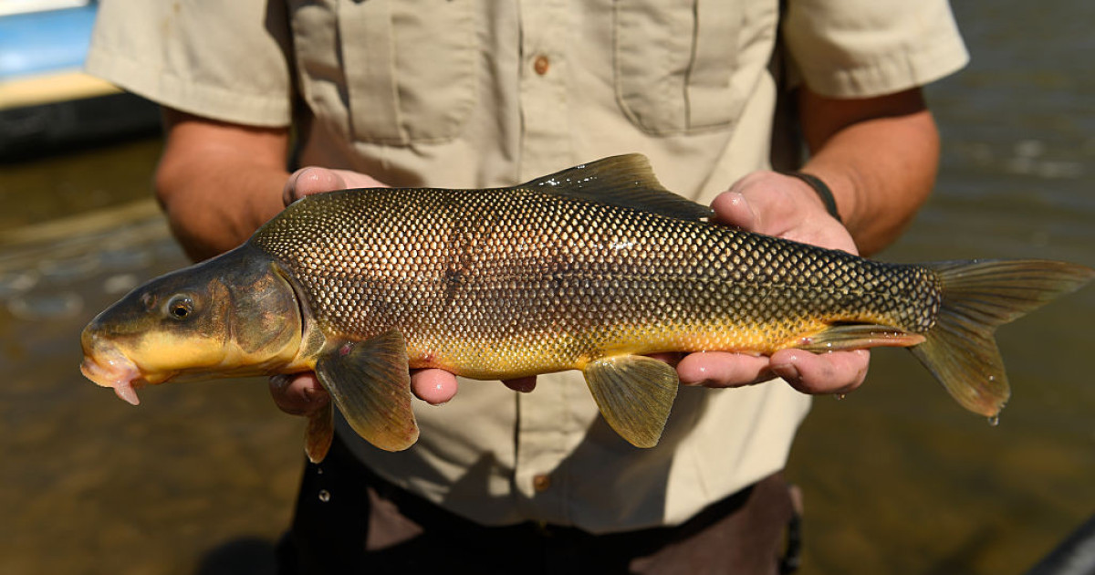 At 50 the Endangered Species Act is Worth Celebrating — Bunk