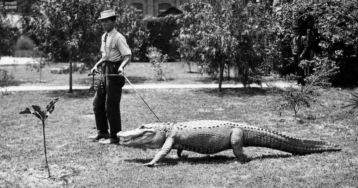 Photographs of the Los Angeles Alligator Farm — Bunk