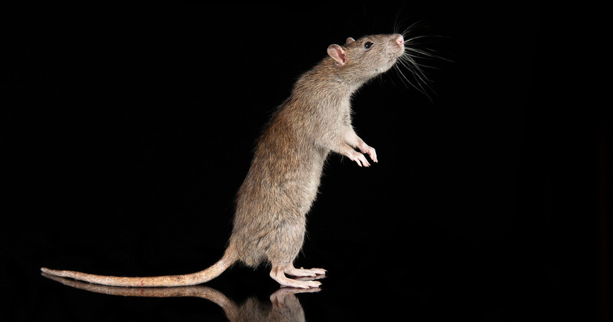 How Big Rats Took Over North America — Bunk