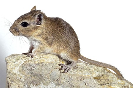 Como Cuidar Jerbos | Consejos Tips