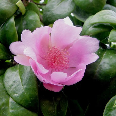 Rosa de Bayahibe Pereskia Quisqueyana