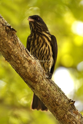 Cigua Palmera Palmchat Dulus Dominicus