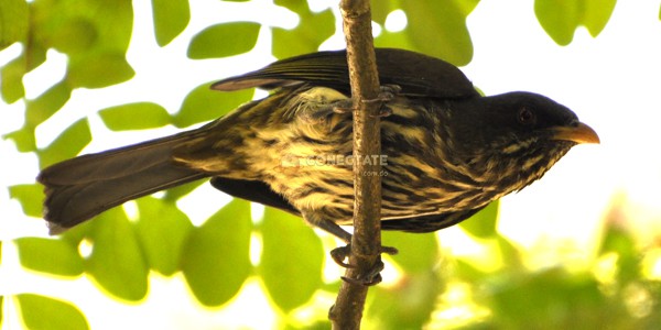 Cigua Palmera Palmchat Dulus Dominicus