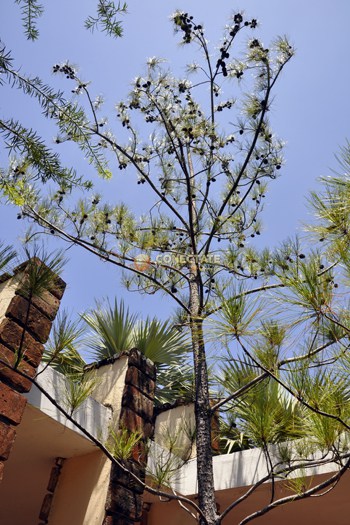 Pino Criollo | Hispaniolan Pine | Pinus Occidentalis