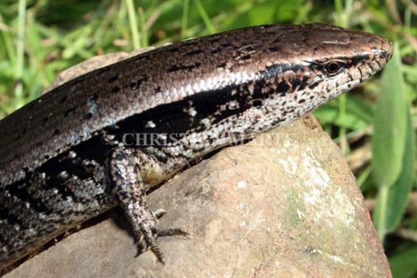 Lucia Comun Hispaniolan Galliwasp Celestus Costatus