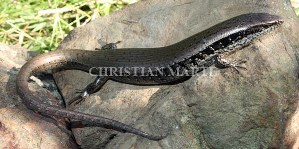 Lucia Comun Celestus Costatus Republica Dominicana | Conectate.com.do