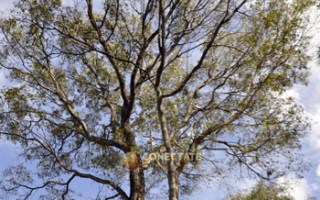 Especies Invasoras República Dominicana