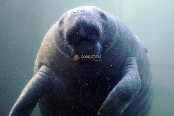 Manatí Antillano West Indian Manatee Trichechus Manatus