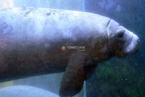 Manatí Antillano West Indian Manatee Trichechus Manatus