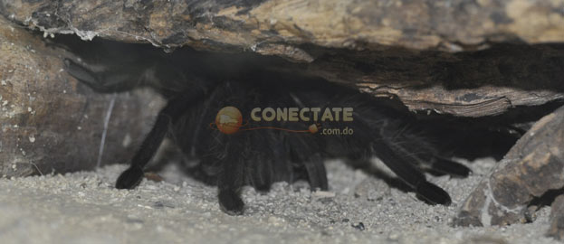 Cacata | Hispaniolan Tarantula | Phormictopus cancerides