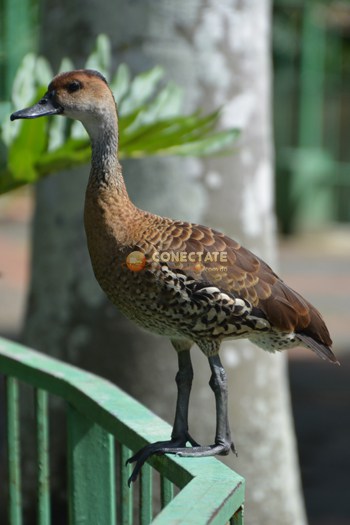 Yaguaza West Indian Whistling Duck Dendrocygna Arborea