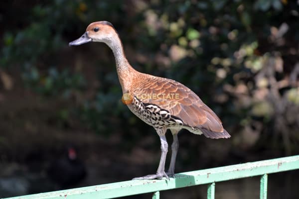 Yaguaza | West Indian Whistling Duck | Dendrocygna Arborea