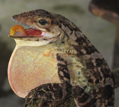Salta Cocote | Barahona Anole | Anolis Barahonae