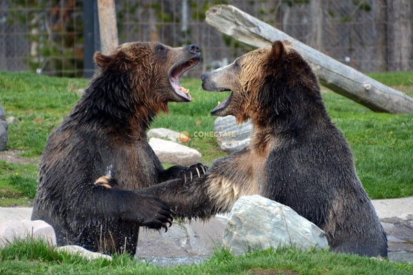 Oso Grizzly Ursus Arctus Horribilis