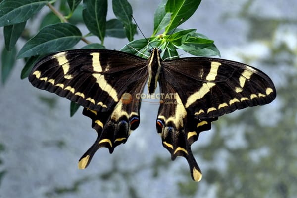 Cómo Atraer Mariposas al Jardín | Consejos Tips Sugerencias