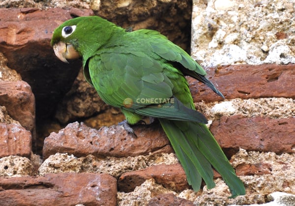 Perico | Hispaniolan Parakeet | Psittacara Chloropterus