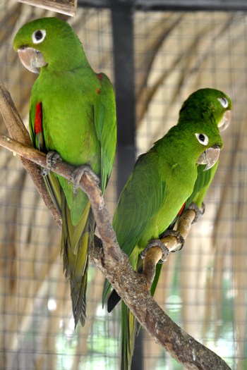 Perico Hispaniolan Parakeet Psittacara Chloropterus