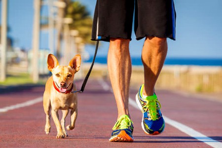 Beneficios de Pasear al Perro