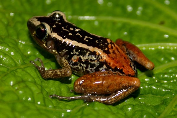 Diferencias Rana Hembra y Macho