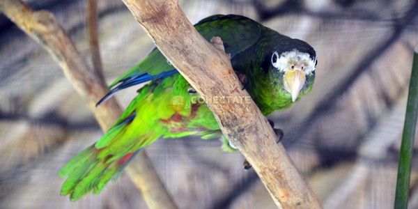 Cotorra Hispaniolan Parrot Amazona Ventralis
