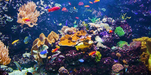 Cómo Cuidar un Acuario | Consejos del Hogar