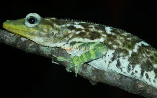 Especies Invasoras República Dominicana